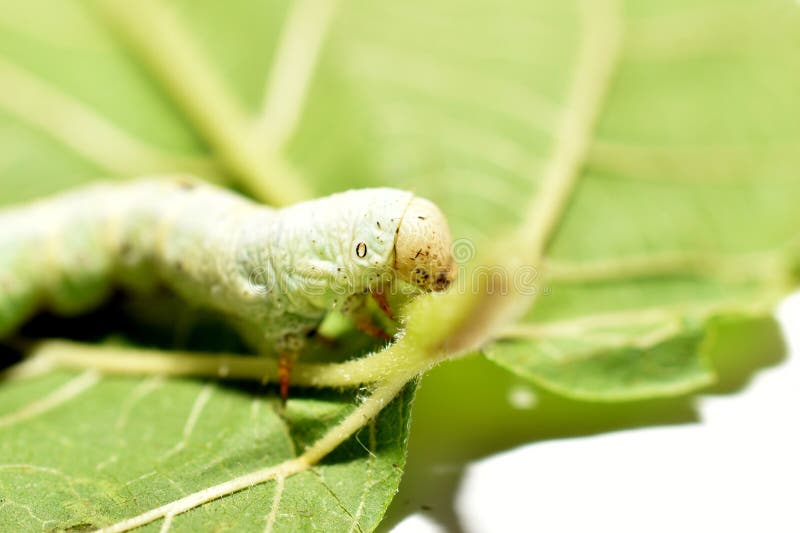 Green Silkworm Caterpillar, Close-up. Stock Image - Image of process, caterpillar: 333948999