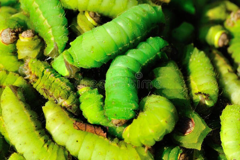 Green Silkworms Chinese Insects Food Stock Photo - Image of china ...