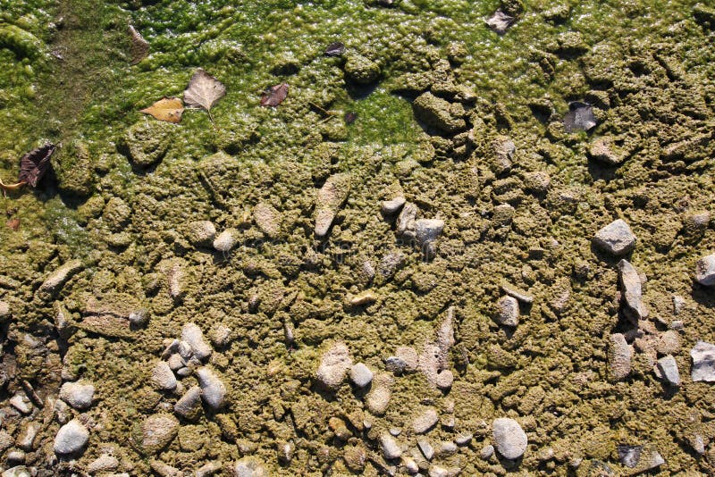 Green silty rocks stock photo. Image of defoliation, fall - 45487176