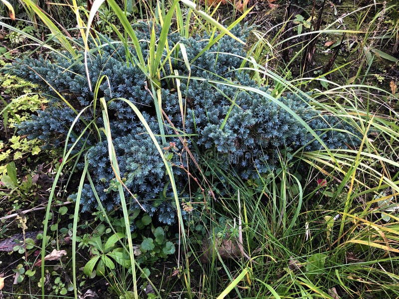 Green Silver Creeping Juniper with Long Grass, Background.Juniper ...