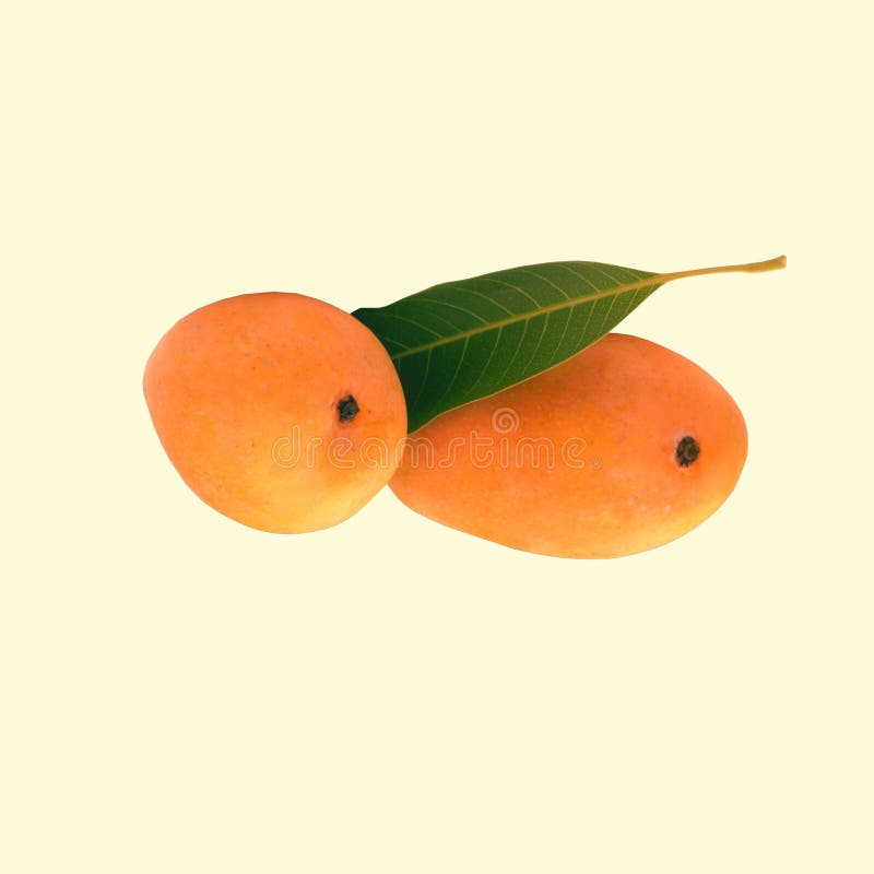 Fresh Mangoes with Leaf on Light Background Stock Illustration ...