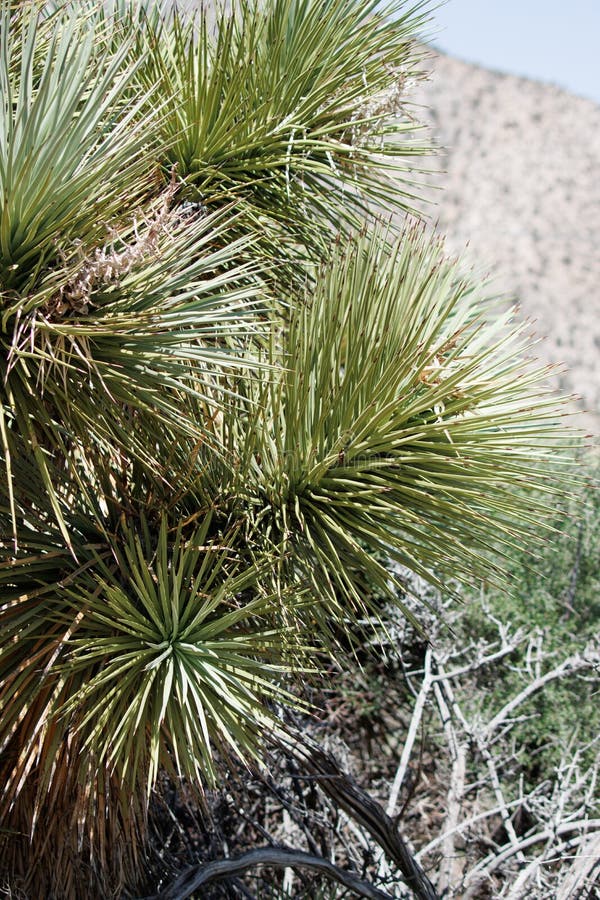 Yucca Brevifolia Leaf - San Bernardino Mtns - 082122 Stock Photo ...