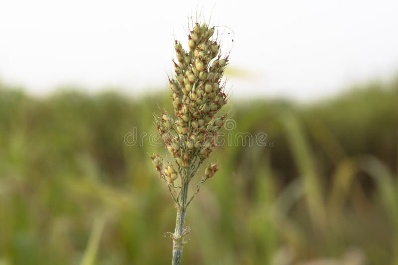 Green Single Ear Millets Crop Stock Photo - Image of field, standing ...