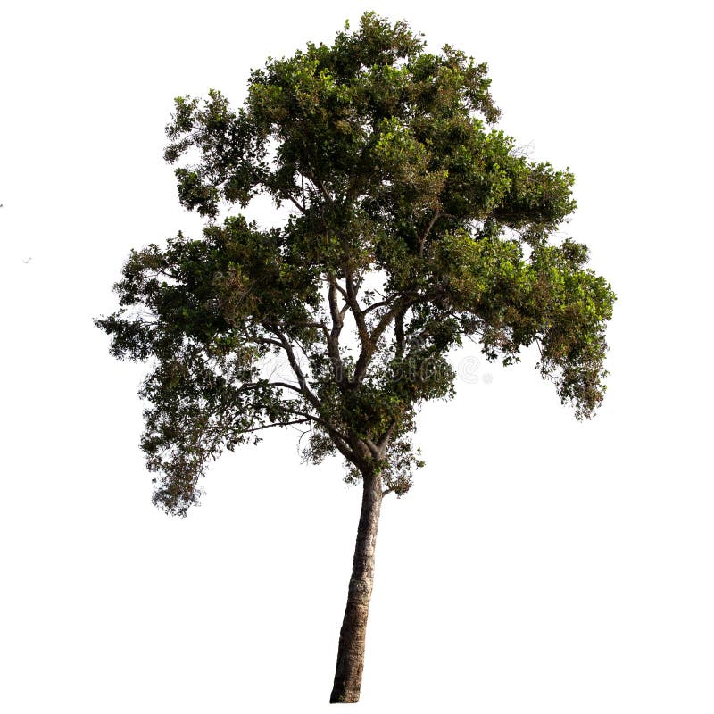 Green Single Oak Tree with Natural Foliage and Large Branches Stock ...