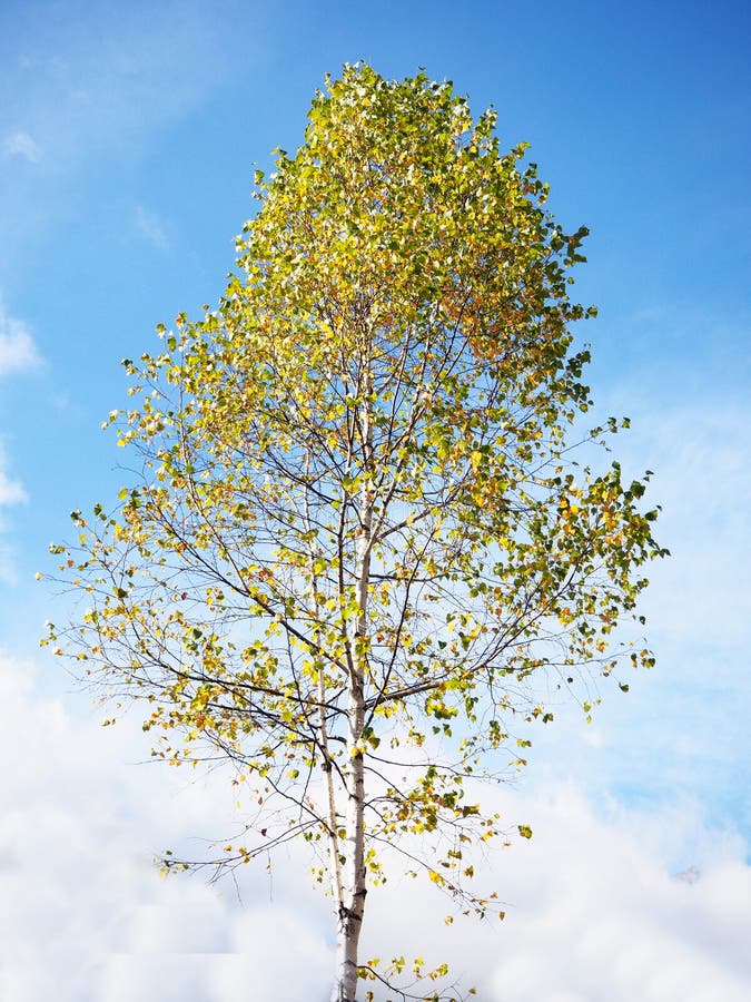 Green single tree standing stock photo. Image of natural - 97745444