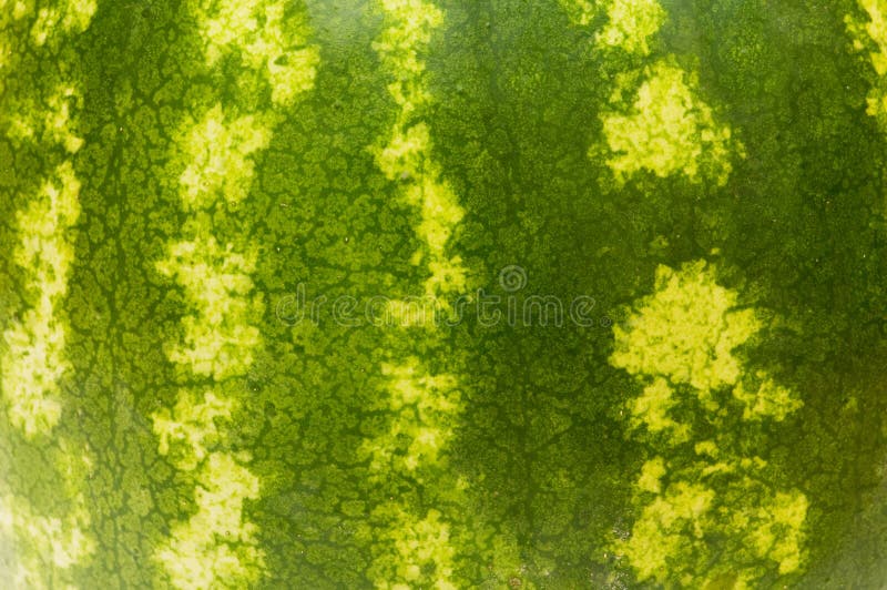 Watermelon skin texture stock photo. Image of green, snack - 33725852