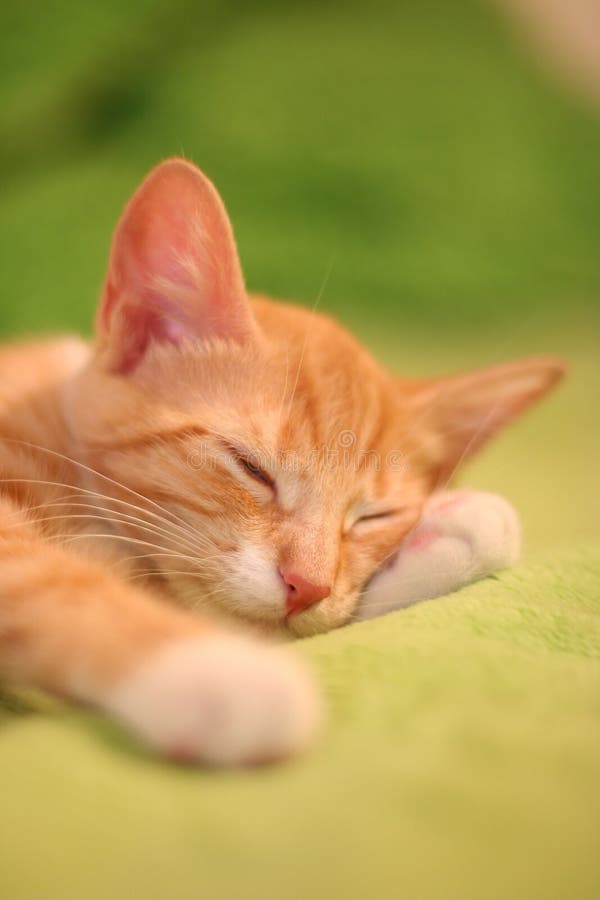 Green sleep stock photo. Image of sleeping, mouth, domestic - 9140312