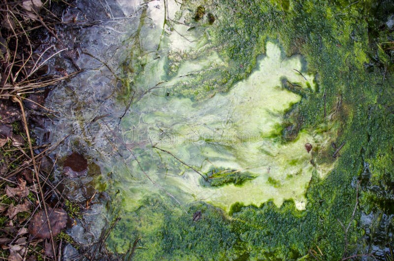 Streaks of Green Slime in the Swamp Stock Photo - Image of patterns ...