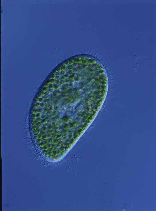 Green Slipper Swims in the Water Stock Photo - Image of plasma, pool ...