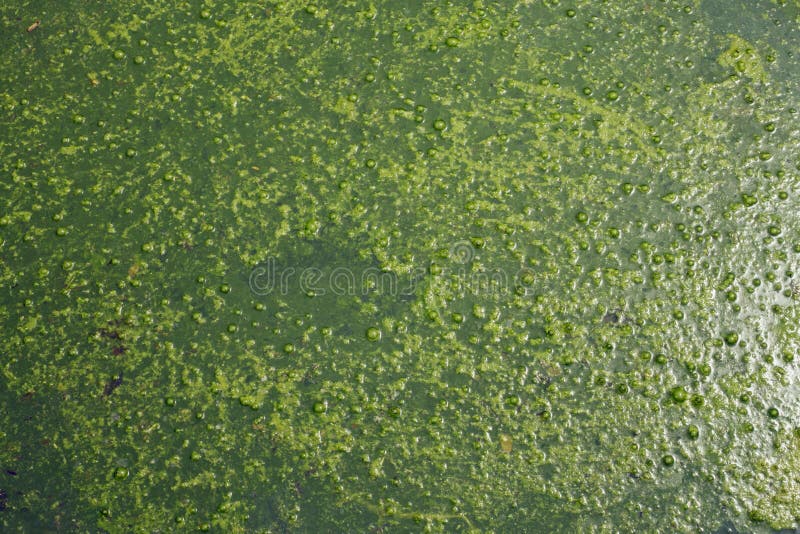 Green Sludge. Decorative Background Design Stock Image - Image of ...