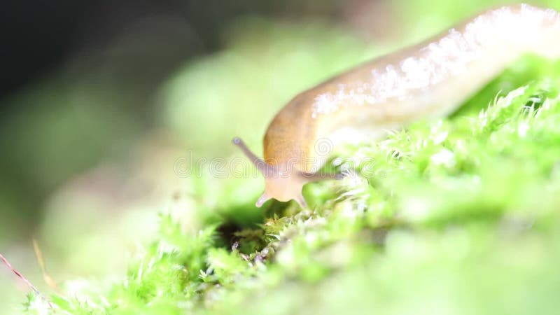 Green Slug in a Sunny Summer Forest, Slug on the Green Moss Stock Video ...