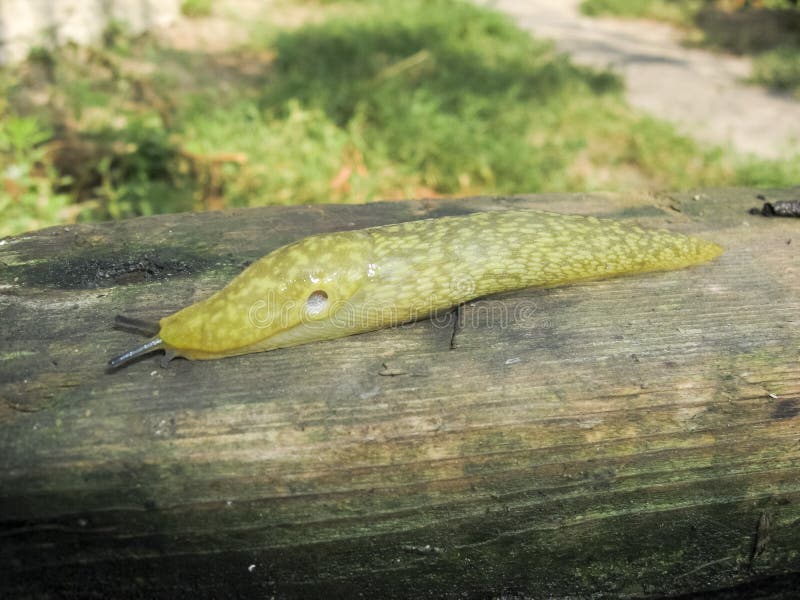 Green Slug Creeps on Rotten Tree. Belongs To the Class of Gastropod. it ...