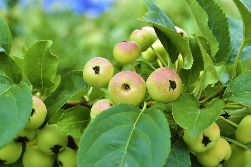 Green Small Apples of a Wild Apple Tree in the Garden Stock Image ...