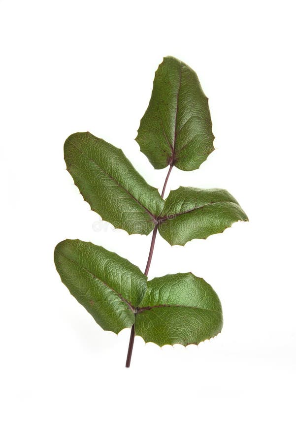 Green Small Branch on the White Background. Life Concept Stock Photo ...