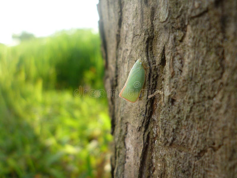 Green and Small Butterfly in the Tree Stock Image - Image of ...