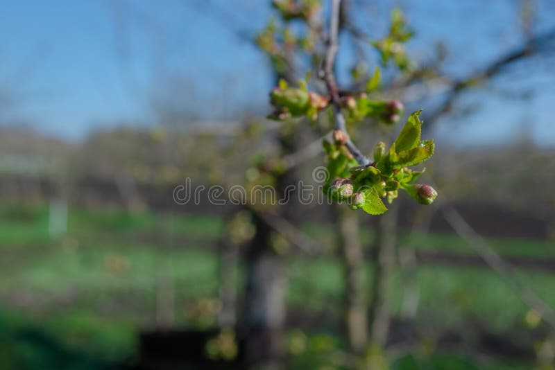 Green small cherry buds stock image. Image of cherry - 265067823