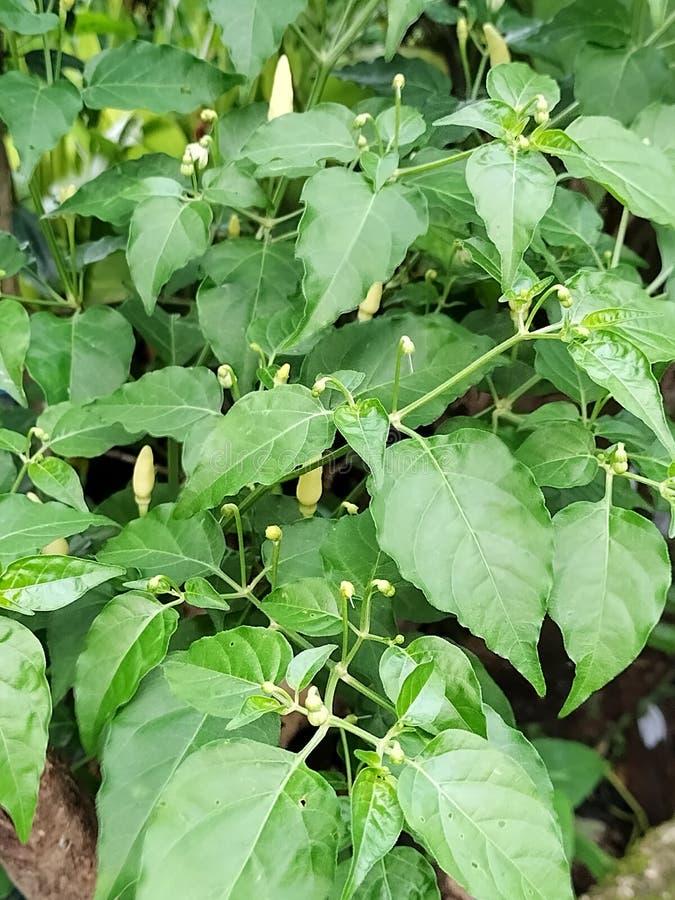 Green small chillies stock image. Image of green, vegetable - 258123533