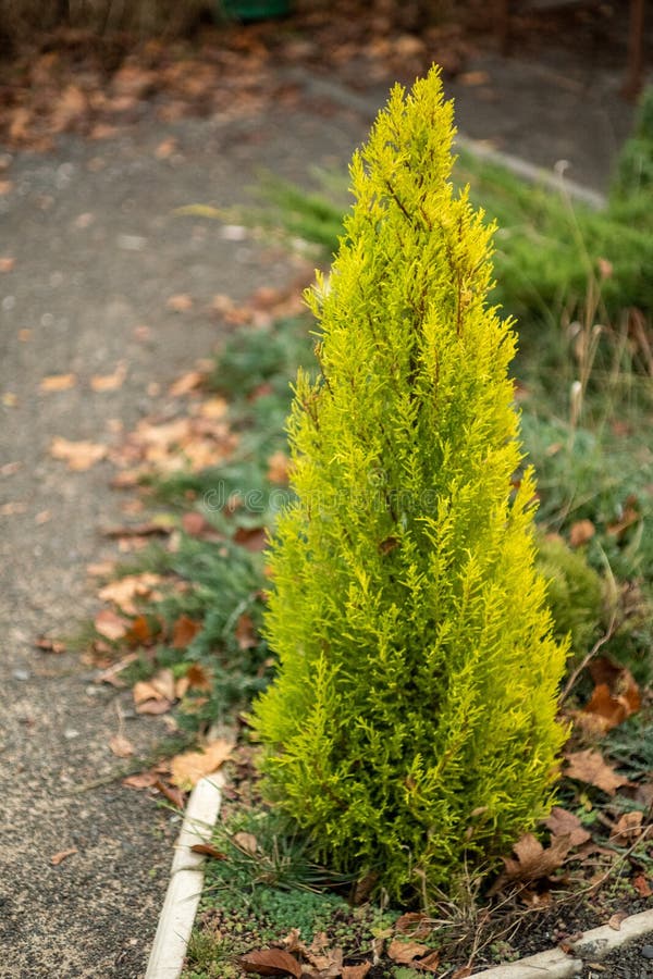 Green Small Fir Tree Forest. Environment Needle Stock Photo - Image of ...