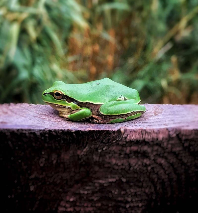 Green frog stock image. Image of small, green, nature - 134592199