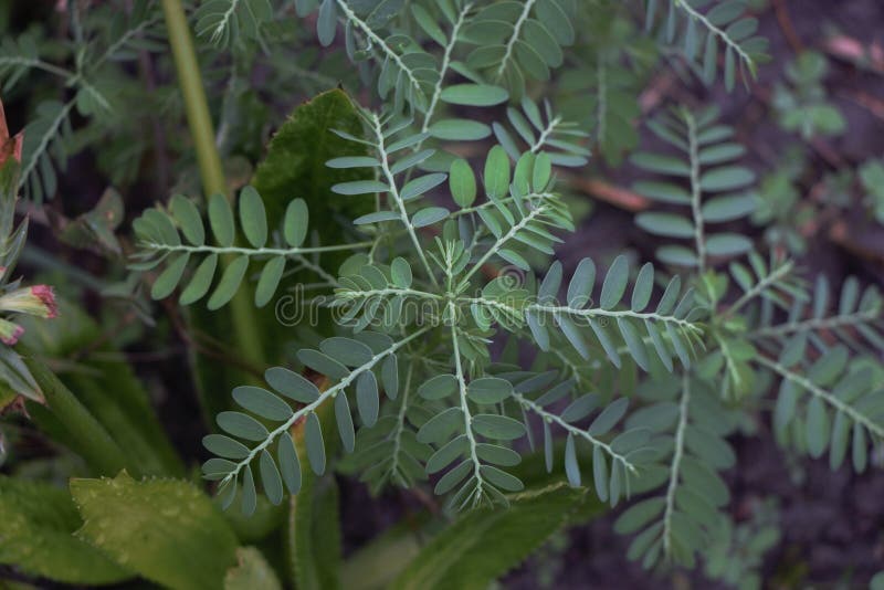 Green small grass trees stock photo. Image of grasses - 195208876