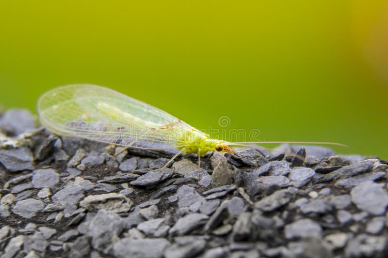 Green Small Insect On Rock Picture. Image: 83078212