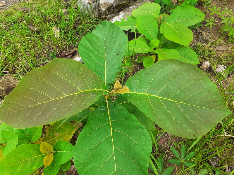 Jati Tree or Teak Tree and Green Leaves Stock Image - Image of teak ...