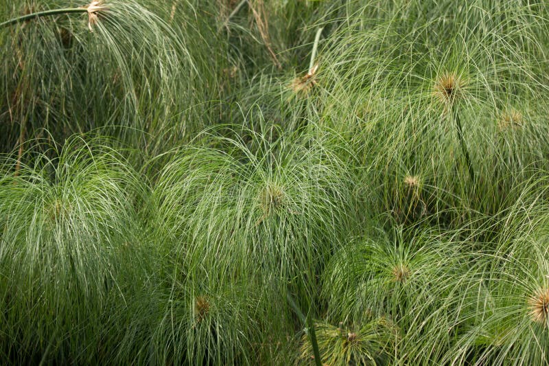 Green Small Leaf of Papyrus Tree. Stock Image - Image of flower ...