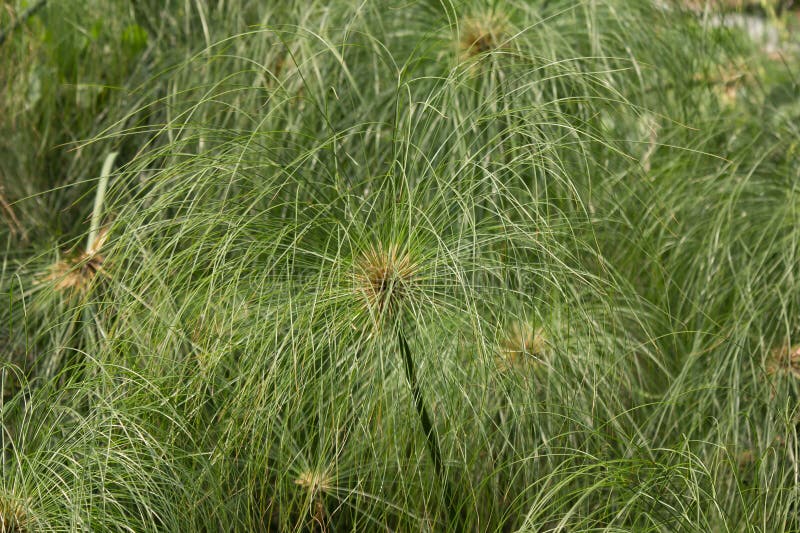 Green Small Leaf of Papyrus Tree. Stock Image - Image of aquatic ...