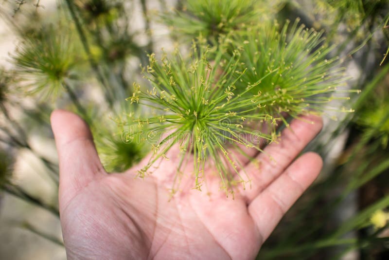 Green Small Leaf of Papyrus Tree Stock Photo - Image of texture, stem ...