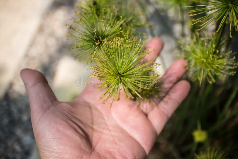 Green Small Leaf of Papyrus Tree Stock Photo - Image of green, tropical ...