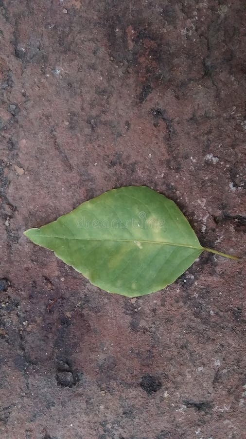 A Green Small Leaf Texture in a Brick Wall Stock Photo - Image of wall ...