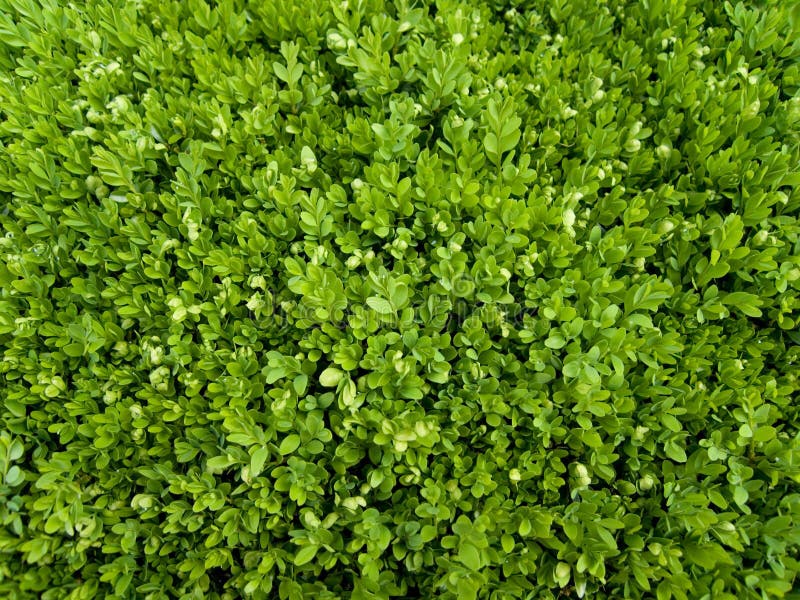 Green small leaves stock photo. Image of small, details - 844786