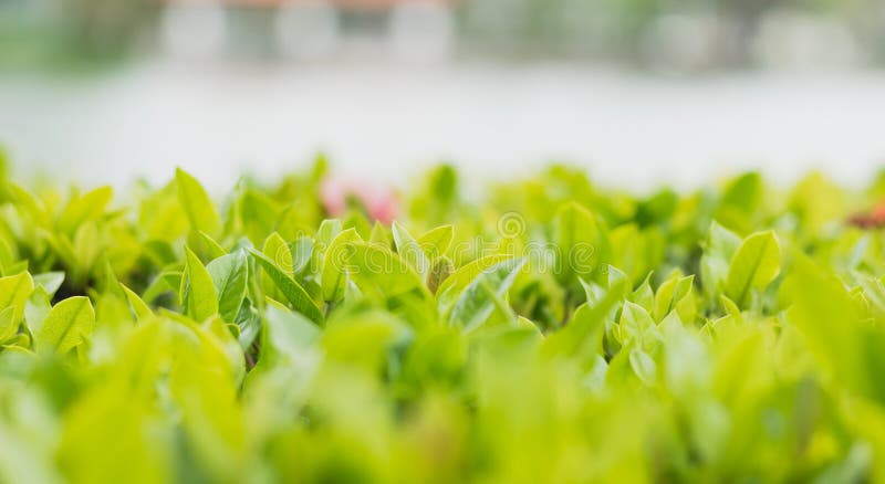 Green Small Leaves for Background. Stock Photo - Image of space, soft ...
