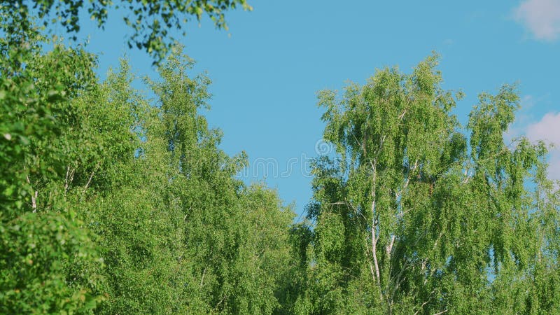 Green Small Leaves Plant on Small Stem. Young Leaves on an Tree in ...