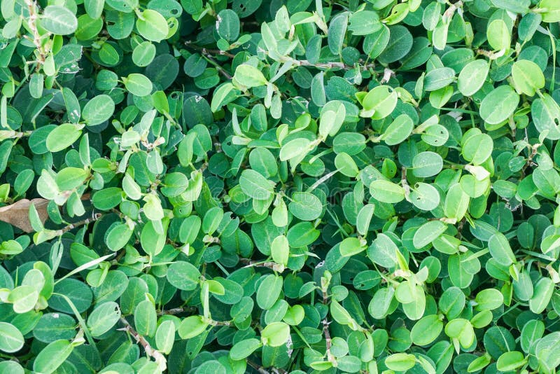 Green Small Leaves of Tree Bush Stock Image - Image of life, green ...