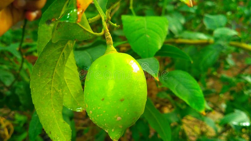 A small lemon plant stock photo. Image of small, green - 125826712