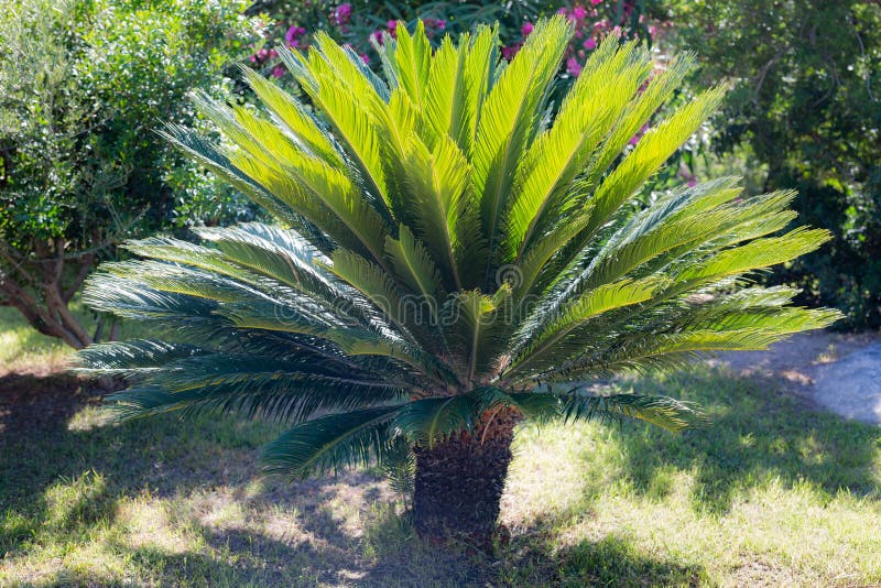 Green Small Palm Tree: Little Palmetto in a Garden Stock Photo - Image ...