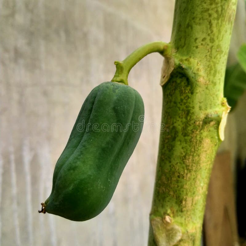 Green small papaya stock image. Image of papaya, dish - 233755969