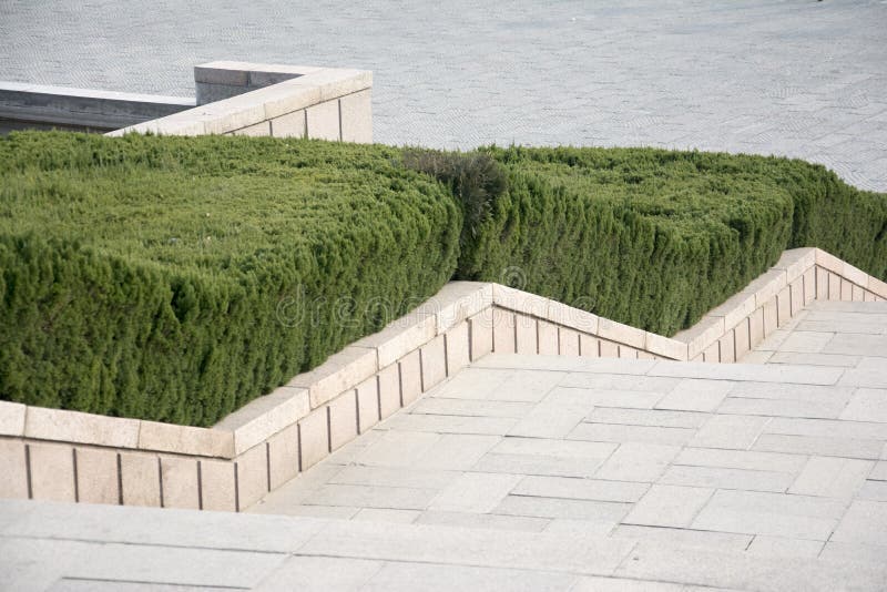 Green Small Pine Tree on the Steps Stock Image - Image of ...