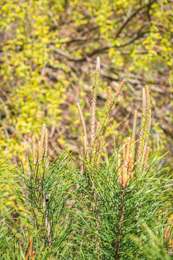 Green Small Pine Trees with Fresh Shoots in Spring or Summer Stock ...