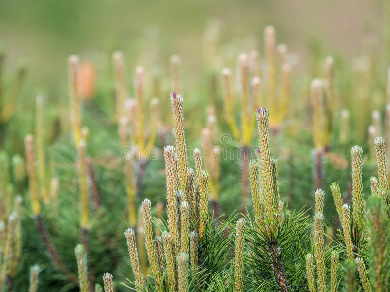 Green Small Pine Trees with Fresh Shoots in Spring or Summer Stock ...