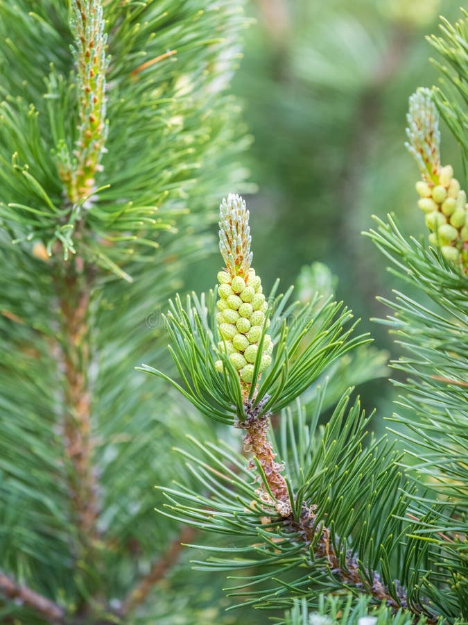 Green Small Pine Trees with Fresh Shoots in Spring or Summer Stock ...