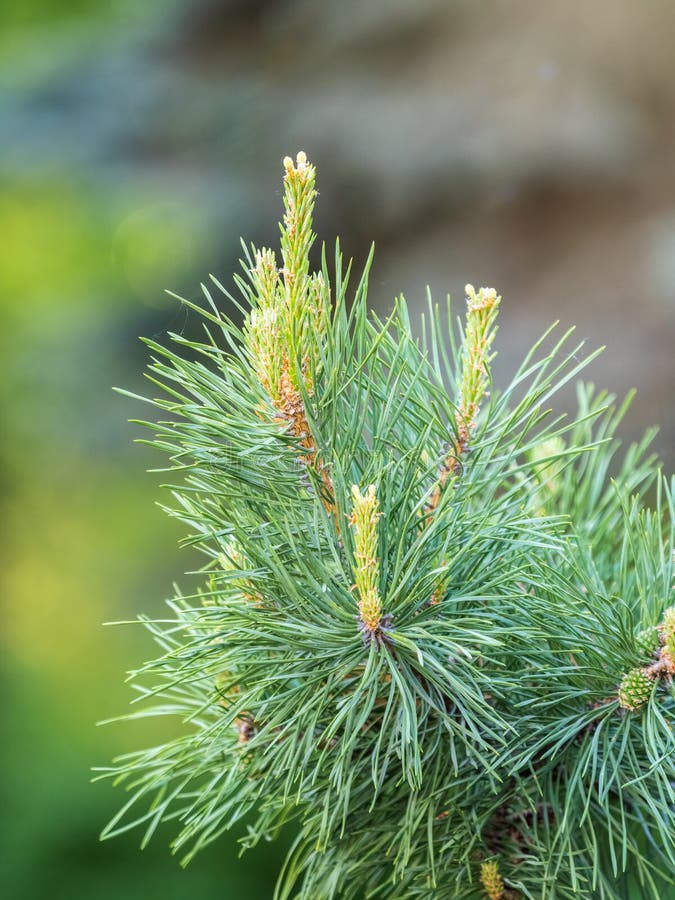 Green Small Pine Trees with Fresh Shoots in Spring or Summer Stock ...