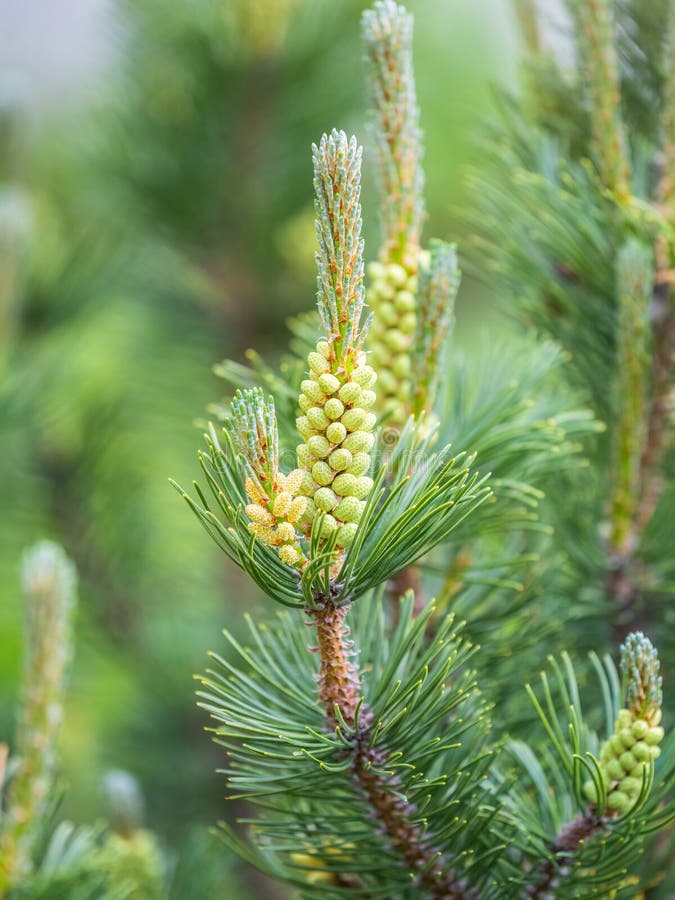 Green Small Pine Trees with Fresh Shoots in Spring or Summer Stock ...