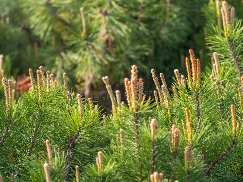 Green Small Pine Trees with Fresh Shoots in Spring or Summer Stock ...