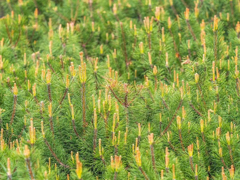 Green Small Pine Trees with Fresh Shoots in Spring or Summer Stock ...