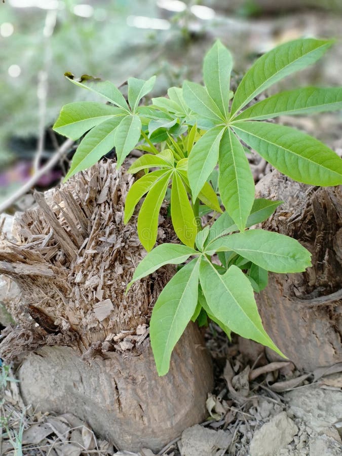 Green small plant stock photo. Image of evergreen, plant - 180127372