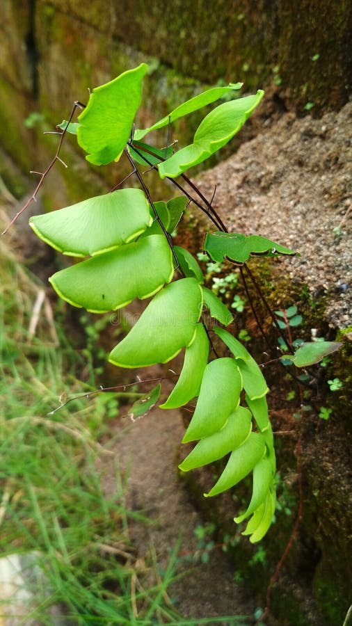 Green small plant stock image. Image of food, insect - 186028107