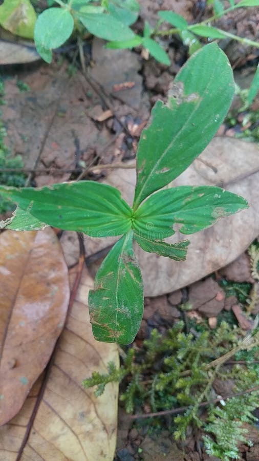 Green Small Plant Growing on Leave Stock Image - Image of plant ...