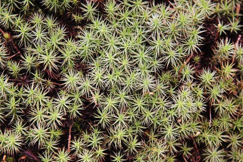 Green Small Plant, Moss. Nice Texture for Background Stock Image ...
